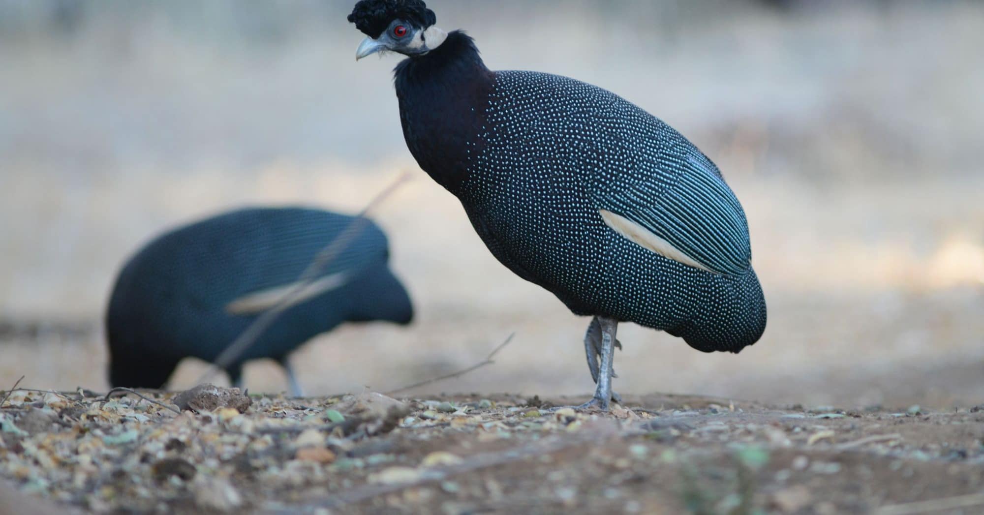 Bird-Shop.de | Vogelbeobachtung im Krüger-Nationalpark - Punda Maria